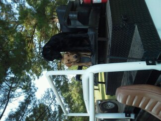 caleb dog pics 020 - Southern Tradition Kennels