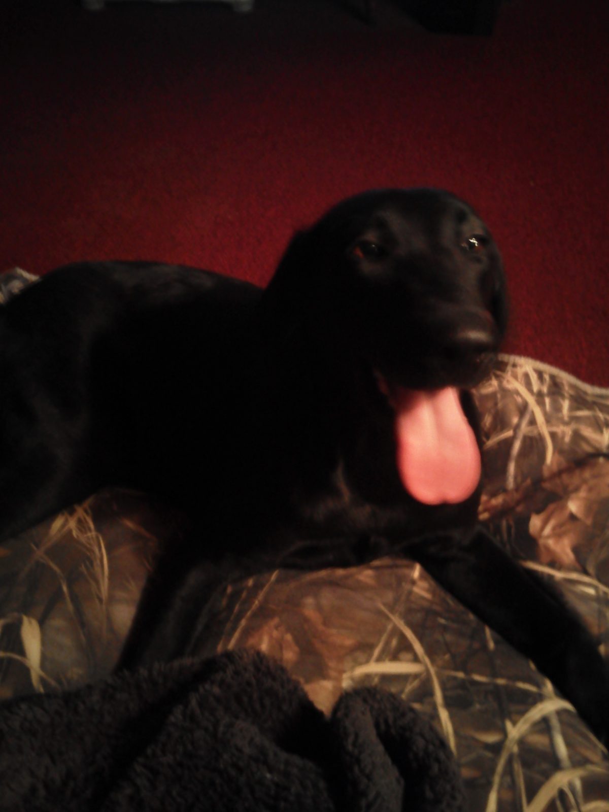 caleb dog pics 205 - Southern Tradition Kennels